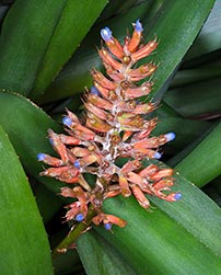 Aechmea coelestis - Monaco Nature Encyclopedia