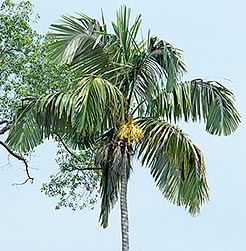 Orania sylvicola - Monaco Nature Encyclopedia
