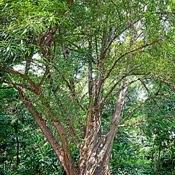 Podocarpus rumphii - Monaco Nature Encyclopedia