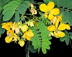 Senna surattensis - Monaco Nature Encyclopedia