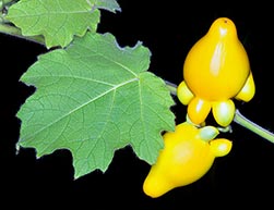 Solanum mammosum - Monaco Nature Encyclopedia