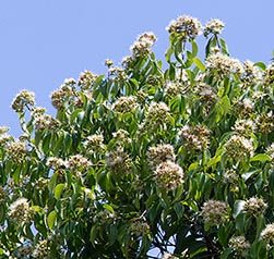 Syzygium lineatum - Monaco Nature Encyclopedia