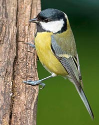 Parus major - Monaco Nature Encyclopedia