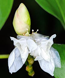 Marantaceae Archivi - Monaco Nature Encyclopedia