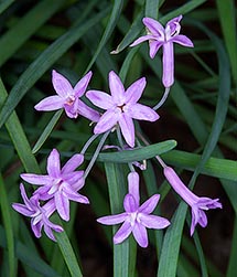 Tulbaghia violacea - Monaco Nature Encyclopedia