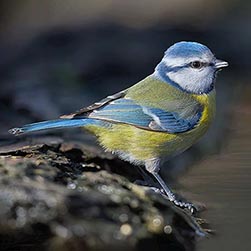 Cyanistes caeruleus - Monaco Nature Encyclopedia
