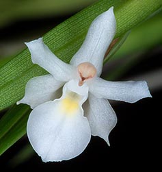 Agrostophyllum uniflorum - Monaco Nature Encyclopedia