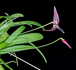 Orchidaceae Archivi - Monaco Nature Encyclopedia