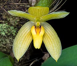 Orchidaceae Archivi - Monaco Nature Encyclopedia