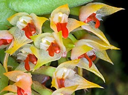 Orchidaceae Archivi - Monaco Nature Encyclopedia