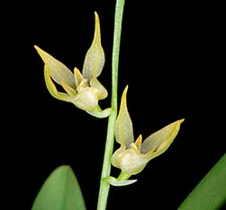 Bulbophyllum flavescens - Monaco Nature Encyclopedia