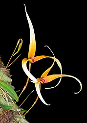 Orchidaceae Archivi - Monaco Nature Encyclopedia