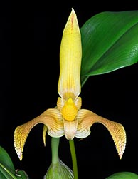 Orchidaceae Archivi - Monaco Nature Encyclopedia