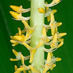 Orchidaceae Archivi - Monaco Nature Encyclopedia