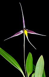 Orchidaceae Archivi - Monaco Nature Encyclopedia
