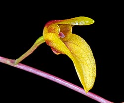 Orchidaceae Archivi - Monaco Nature Encyclopedia