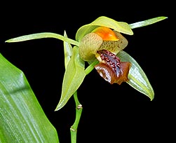 Coelogyne tiomanensis - Monaco Nature Encyclopedia