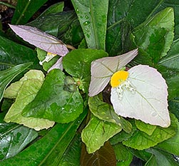Dalechampia spathulata - Monaco Nature Encyclopedia