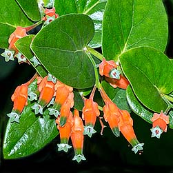 Macleania pentaptera - Monaco Nature Encyclopedia