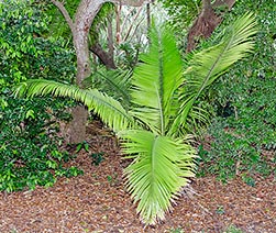 Attalea humilis - Monaco Nature Encyclopedia