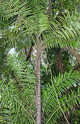Arecaceae Archivi - Monaco Nature Encyclopedia