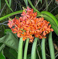 Vanda curvifolia - Monaco Nature Encyclopedia