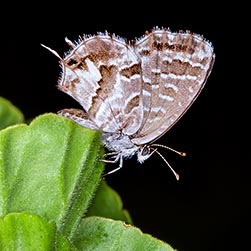 Cacyreus marshalli - Monaco Nature Encyclopedia
