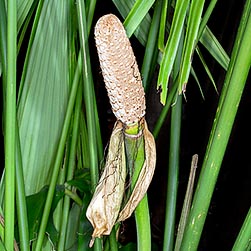 Cyclanthaceae Archivi - Monaco Nature Encyclopedia