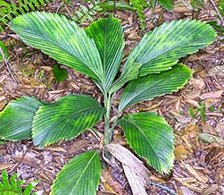 Arecaceae Archivi - Monaco Nature Encyclopedia