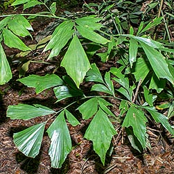 Arecaceae Archivi - Monaco Nature Encyclopedia