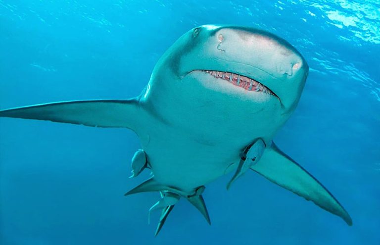 Negaprion brevirostris - Monaco Nature Encyclopedia