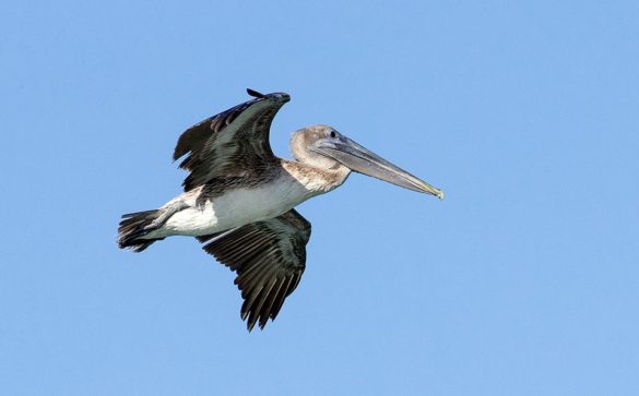 Pelecanus occidentalis - Monaco Nature Encyclopedia