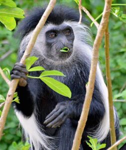 Primates - Monaco Nature Encyclopedia