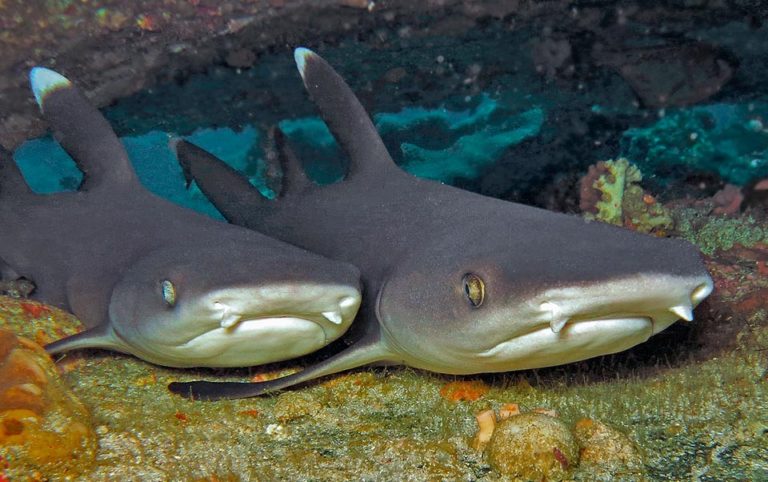Triaenodon obesus - Monaco Nature Encyclopedia