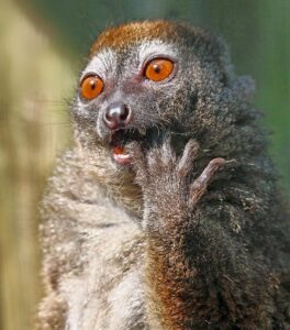Primates - Monaco Nature Encyclopedia