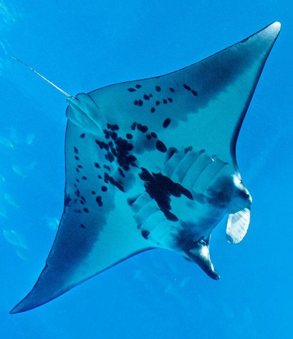 Mobula alfredi - Monaco Nature Encyclopedia