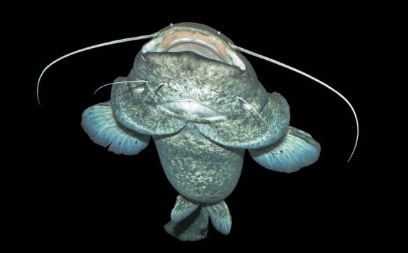 Silurus glanis - Monaco Nature Encyclopedia