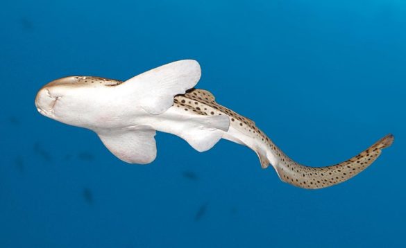 Stegostoma fasciatum - Monaco Nature Encyclopedia