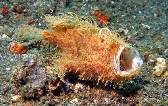 Antennarius striatus - Monaco Nature Encyclopedia