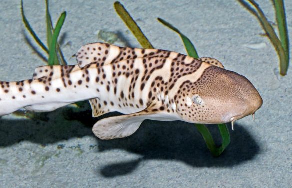 Stegostoma fasciatum - Monaco Nature Encyclopedia