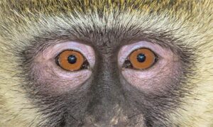 Primates - Monaco Nature Encyclopedia
