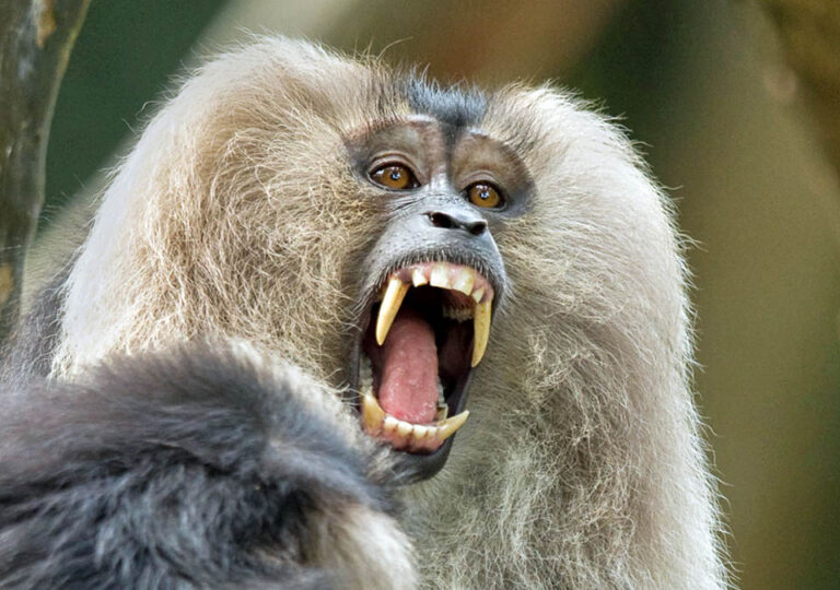 Primates - Monaco Nature Encyclopedia