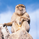 Primates - Monaco Nature Encyclopedia