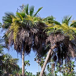 Copernicia Archivi - Monaco Nature Encyclopedia