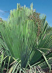 Copernicia rigida - Monaco Nature Encyclopedia