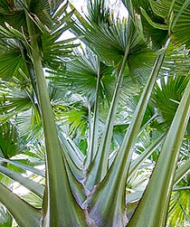 Corypha taliera - Monaco Nature Encyclopedia