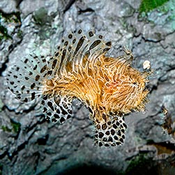 Antennarius striatus - Monaco Nature Encyclopedia