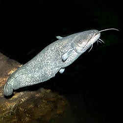 Silurus glanis - Monaco Nature Encyclopedia