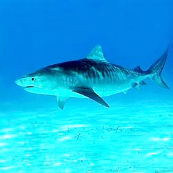 Galeocerdo cuvier - Monaco Nature Encyclopedia