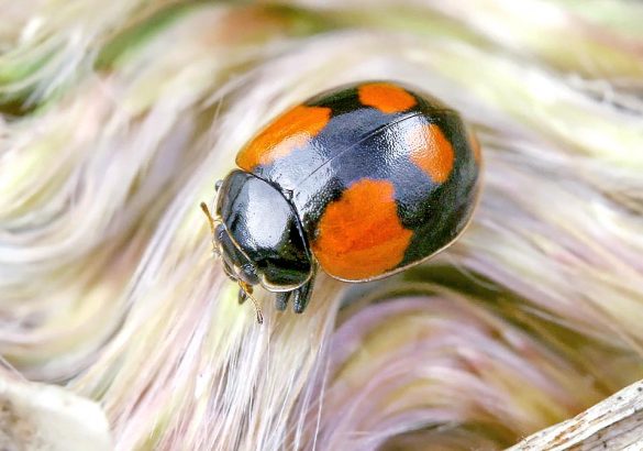 Adalia bipunctata - Monaco Nature Encyclopedia